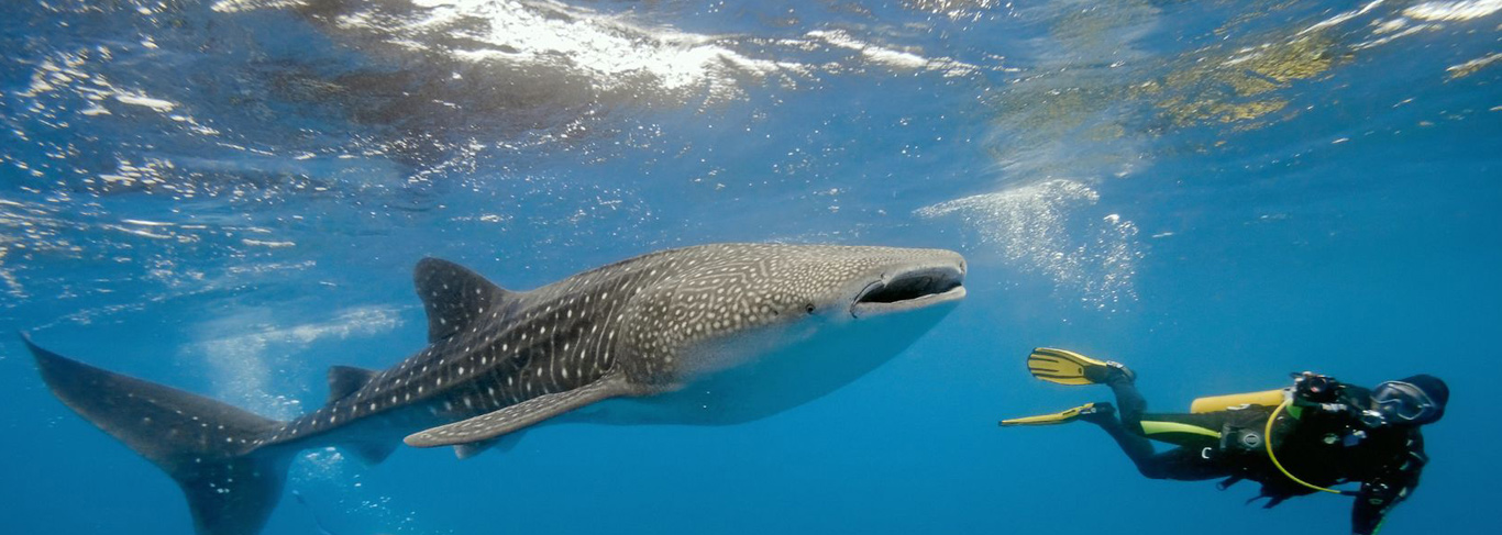Les plus beaux spots pour nager avec les requins baleines aux Maldives